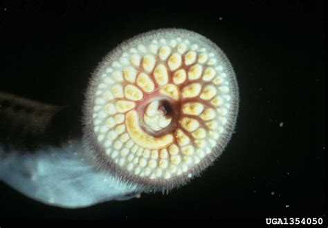 Sea Lamprey Mouth