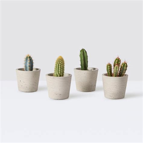 Mini Cactus Set Tall Patch