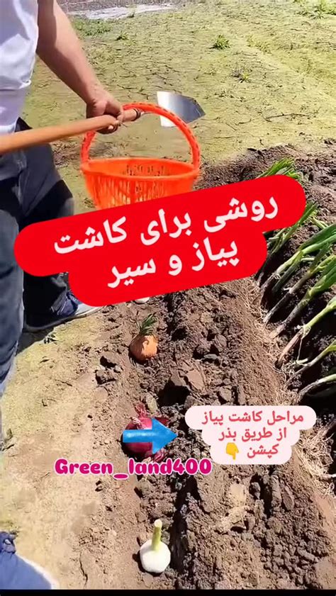 Na Ghorbani ‎با ما همراه باشید 💯 خلاقیت در برداشت میوه به نظرم برای