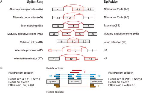 Splice Types And Quantification Method In The Spliceseq And Spladder