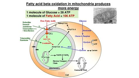 Ppt Female Infertility Role Of Anti Oxidants Female Infertility