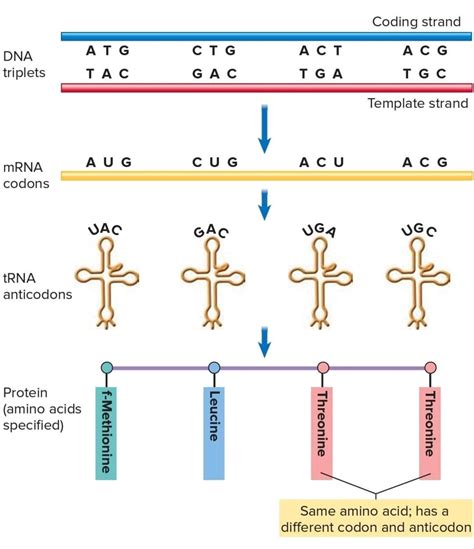 Hanaa Fayed On Linkedin Interpreting The Dna Code ‼️ If The Dna