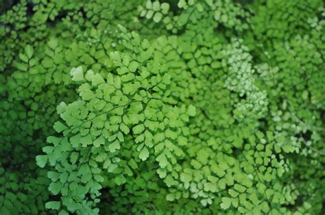 Examples Of Pteridophytes Biology