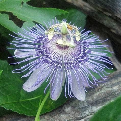 What Are These Called Again Photograph By Cameron Yeager Fine Art America