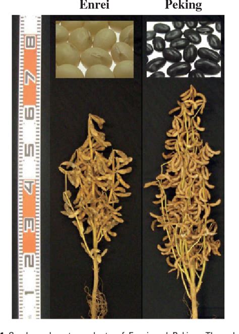 Figure 1 From Development Of A High Density Linkage Map And Chromosome