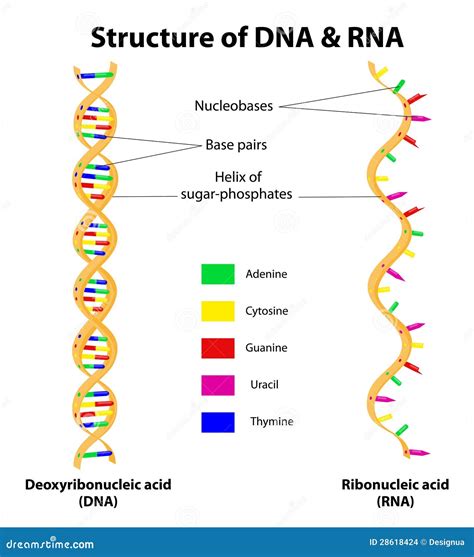 Rna Nucleotide Structure