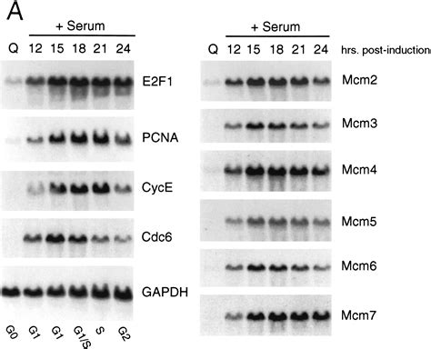 E2f3 Activity Is Regulated During The Cell Cycle And Is Required For The Induction Of S Phase
