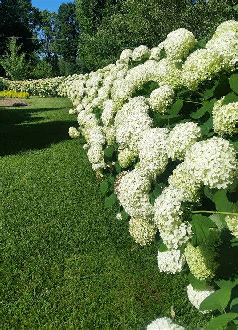Incrediball® Hydrangea Buy At Hydrangea Landscaping Growing Hydrangeas