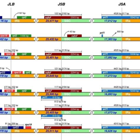 Structural Variation In The Junction Of Inverted Repeat And Single Copy