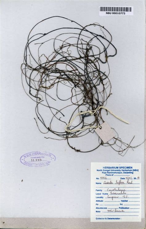 Cuscuta Reflxa Roxb Nbu Herbarium