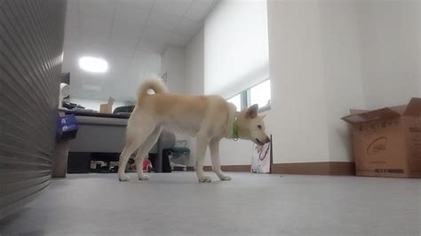 단 한 번도 먹을 걸 뺏은 적이 없는데 간식만 주면 들고 가서 안 보이는 곳에서 먹는 진돗개 L 영도가 눈치 안 보고 간식을 편안하게 먹었으면 좋겠다 L 비오는 날 사무실