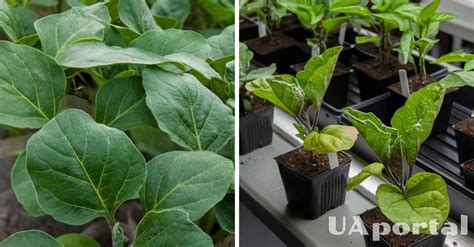 Як та коли правильно сіяти баклажани на розсаду поради досвідчених городників календар посіву