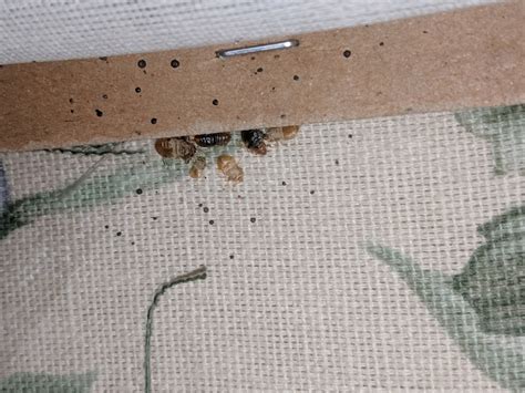 Bed Bugs On Box Spring