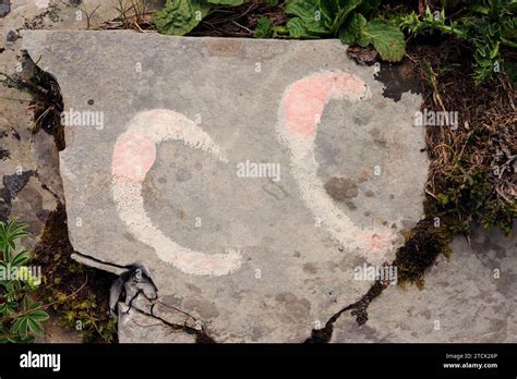 Verrucaria Marmorea Is An Endolithic Lichen That Grows On Limestone Rocks This Photo Was Taken