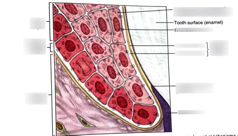 Internal Basal Lamina Chapter 2 Epithelial Tissue Histology An