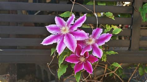 The Truth About Deadheading Clematis 17 Things Every Gardener Should Know