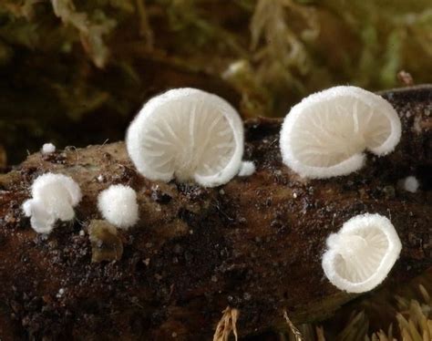 Crepidotus Subverrucisporus Pilát 1 De 2 2503