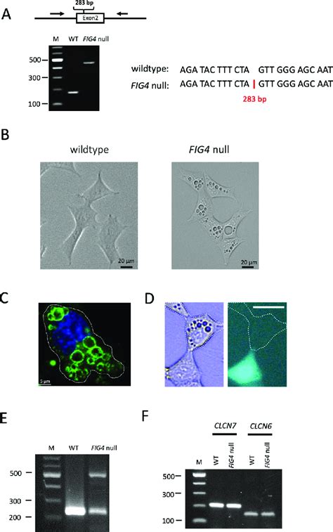 Generation Of Fig 4 Null Hap1 Clone F Human Hap1 Cells Were