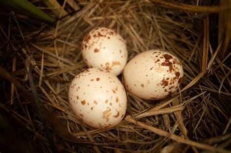 What Bird Has Brown Speckled Eggs [updated 2026]