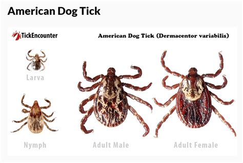 How To Remove A Dried Dead Tick On Dogs