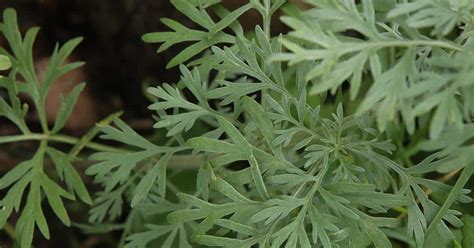 Thujone A Boon Or Bane