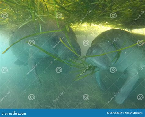 Manatees Eating Grass Together Underwater Stock Image Image Of Animal