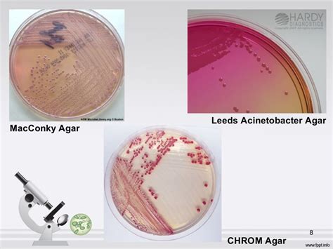 Acinetobacter