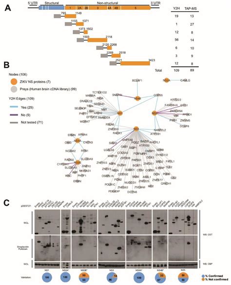 Yeast Two Hybrid Pin A Schematic Representation Of The Zika Virus