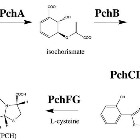 Steps Of Biosynthesis Pathway Of Pyochelin Siderophore In Pseudomonas Download Scientific