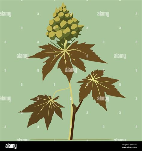 Castor Bean Angiosperm Plant Of The Species Ricinus Communis With