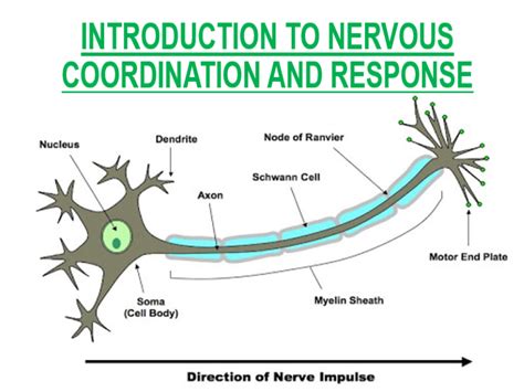 Nervous Coordination And Response Teaching Resources