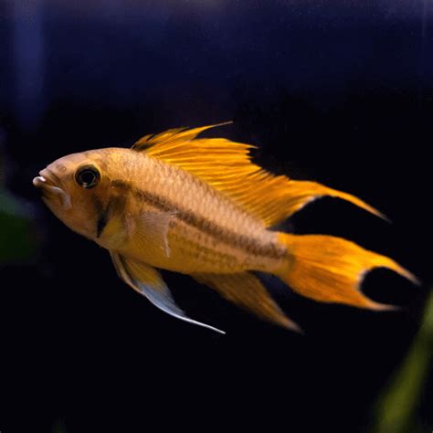 Apistogramma Viejita