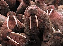 Walrus Ivory Wikipedia