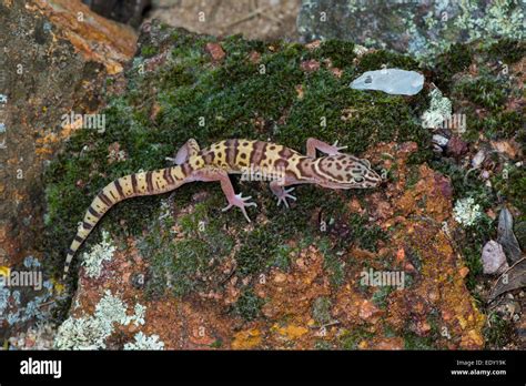 Western Banded Gecko Coleonyx Variegatus Tucson Pima County Arizona