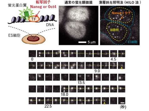 理研ら，es細胞で働く転写因子を分子精度で定量 Optronics Online オプトロニクスオンライン