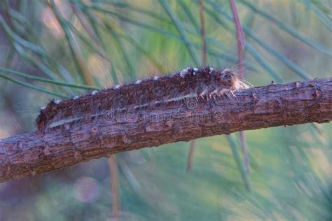 Dendrolimus Punctatus Stock Image Image Of Wildlife 188993803
