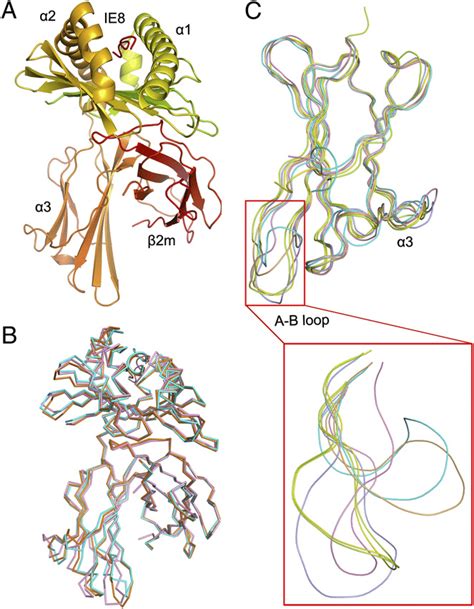The Structure Of The Chicken Mhc Class I Molecule Bf2 0401 A The Download Scientific Diagram