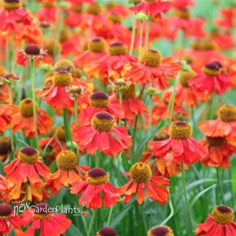 Ruby Tuesday Sneezeweed New Garden Plants
