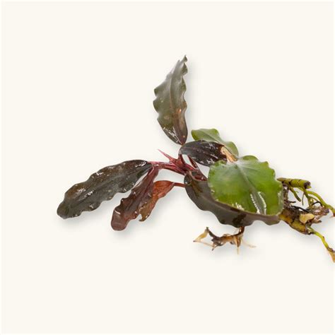 Bucephalandra For Blackwater Aquariums And Vivariums Betta Botanicals