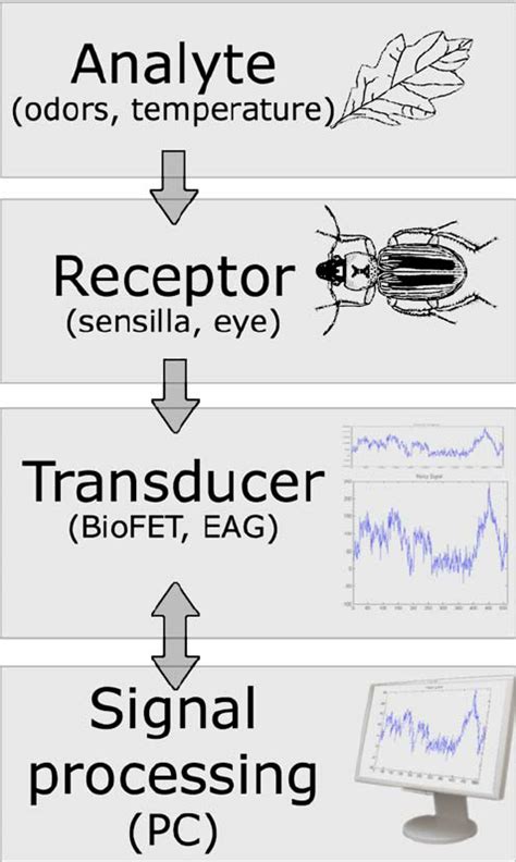 General Setup Of An Insect Based Biosensor Consisting Of Analyte