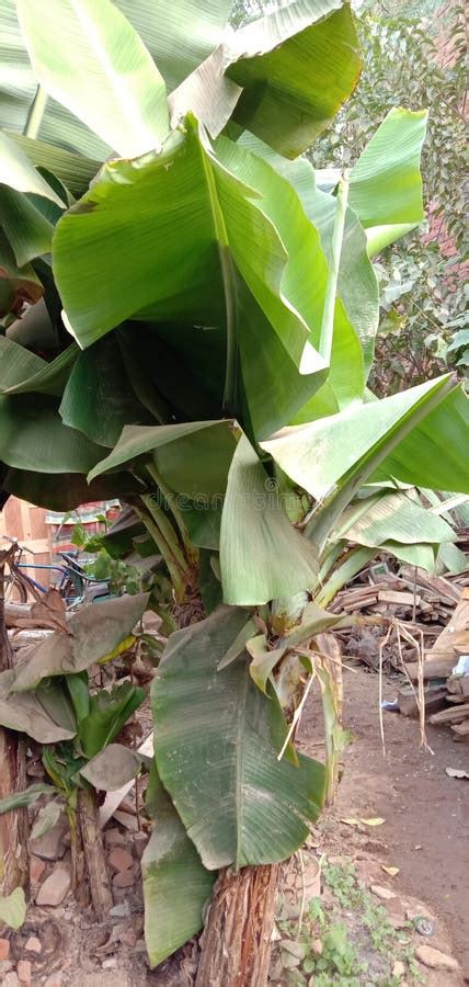 Indian Banana Stock Image Image Of Yellow Healthy Taste 8218557