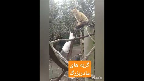 گربه های مادر بزرگ خانه مادر بزرگ گربه بازی بالا مازندران Youtube