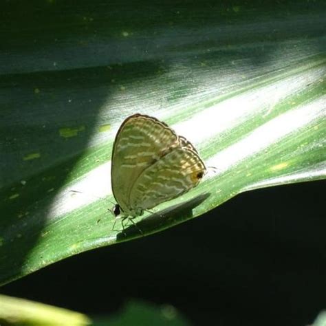 Metallic Cerulean Jamides Alecto Insect Identification Guide Habitat