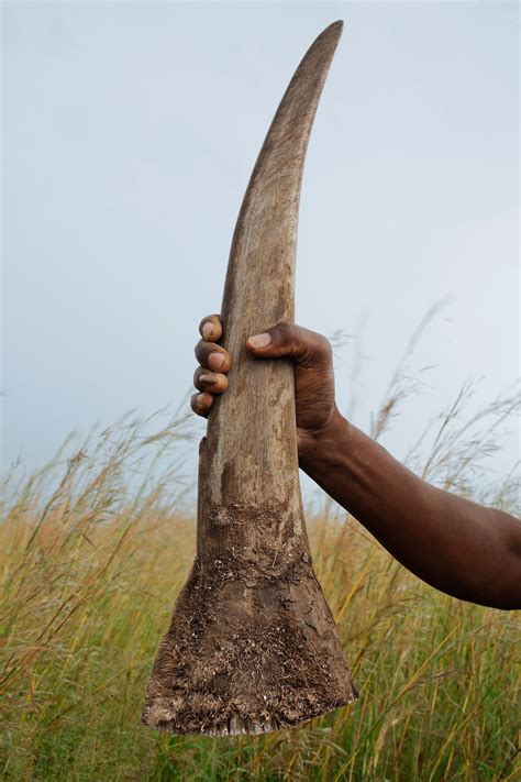 Despite Ban Rhino Horn Flooding Black Markets Across China National