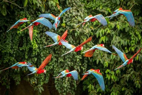 Tropical Rainforest Birds