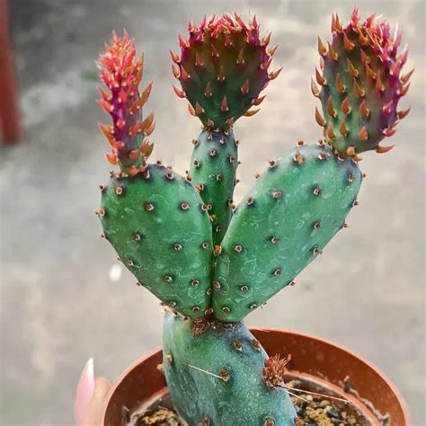 Prickly Pear Cactus Opuntia Comprehensive Guide To Caring By Ashleyscott May 2024 Medium