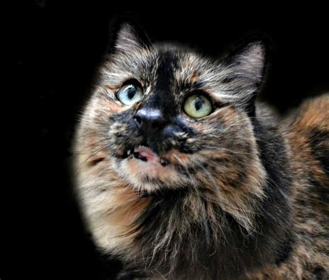 Boolah By Suezn On Deviantart