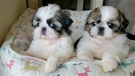 Irresistible Shih Tzu Puppies: Cuteness Overload