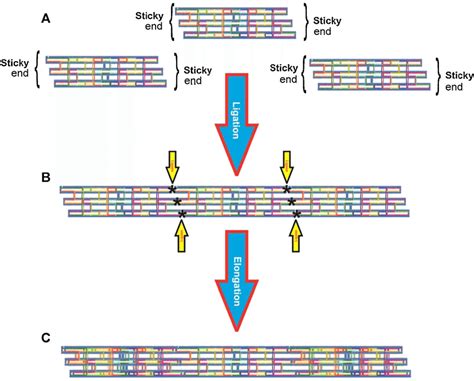 Schematic Of Fabrication Dna Nanotubes Via Integration Of Sticky Ended