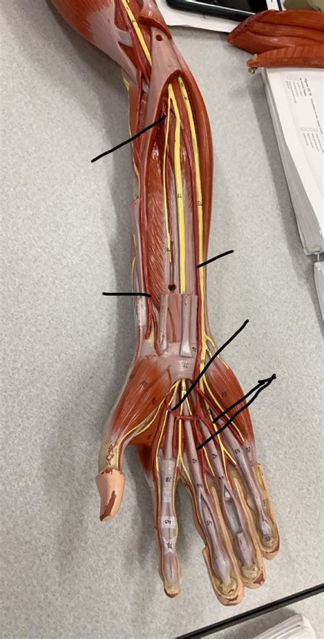 Diagram Of Arteries Anterior Forearm Quizlet